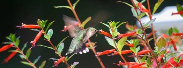 Here's Why Red Food Coloring May Be Harmful to Hummingbirds - Bird ...