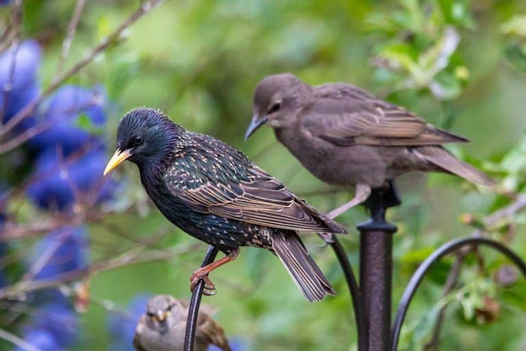 10 Interesting Facts About Starlings - Bird Feeder Hub