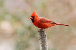 Backyard Birds In Wisconsin (26 Species with Pictures) - Bird Feeder Hub