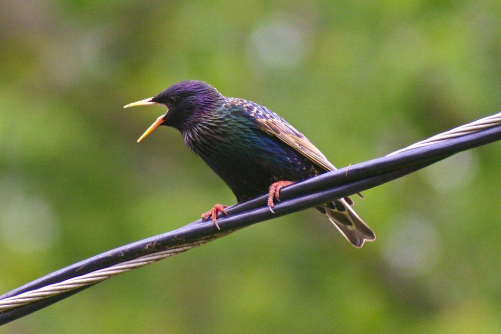 How Do Birds Sit on Power Lines? (Safely) - Bird Feeder Hub