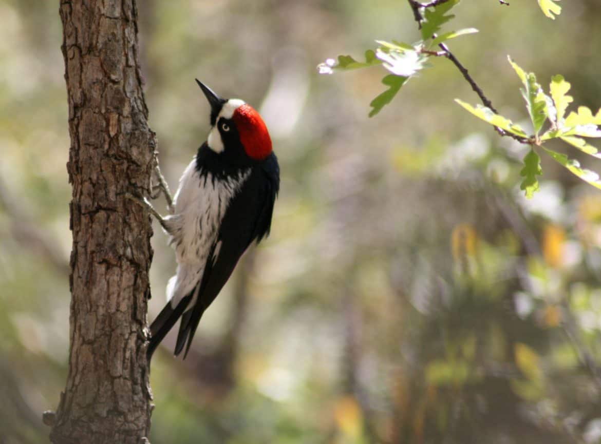 22 Species of Birds with Red Heads (Photos) - Bird Feeder Hub