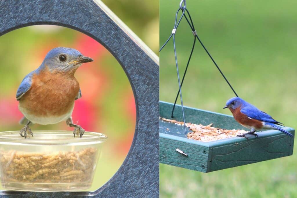 Best Bird Feeders for Bluebirds (5 Great Options) - Bird Feeder Hub