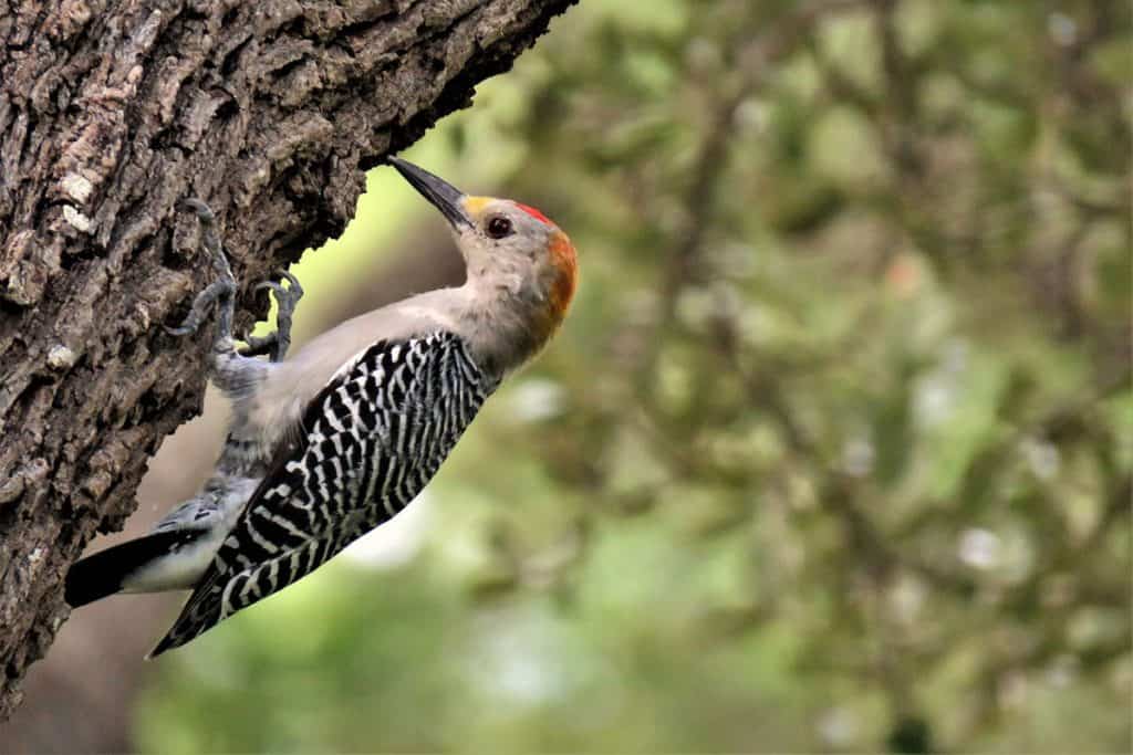 17 Woodpecker Species of North America (Pictures) - Bird Feeder Hub