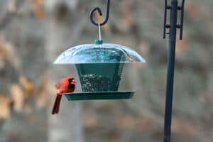 23 Novelty and Unique Bird Feeders - Bird Feeder Hub