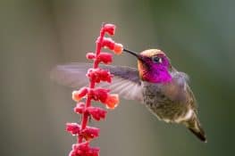 7 Hummingbirds in Montana (Common & Rare) - Bird Feeder Hub