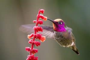 7 Hummingbirds in Montana (Common & Rare) - Bird Feeder Hub