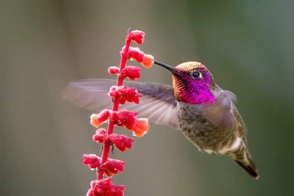 26 Backyard Birds In Washington State (Pictures, Facts) - Bird Feeder Hub