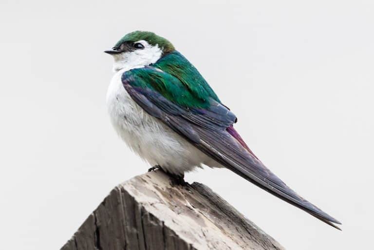 40 of the Most Colorful Birds of North America (With Pictures)