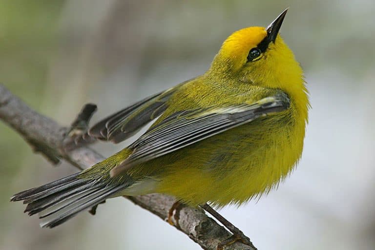 24 Small Yellow Birds (with Pictures) - Bird Feeder Hub