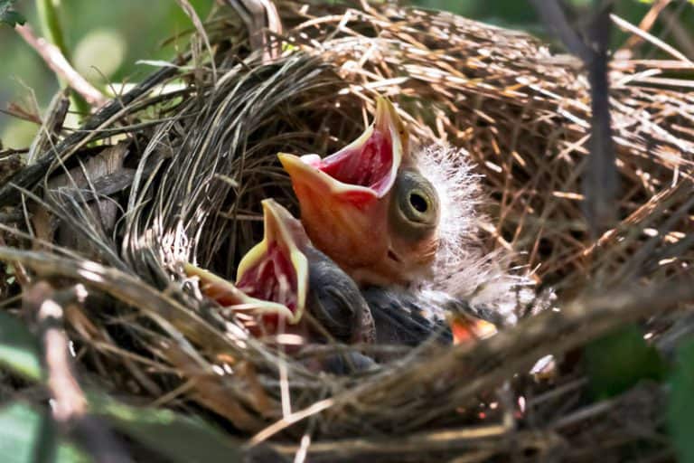 21 Interesting Facts About Cardinals - Bird Feeder Hub