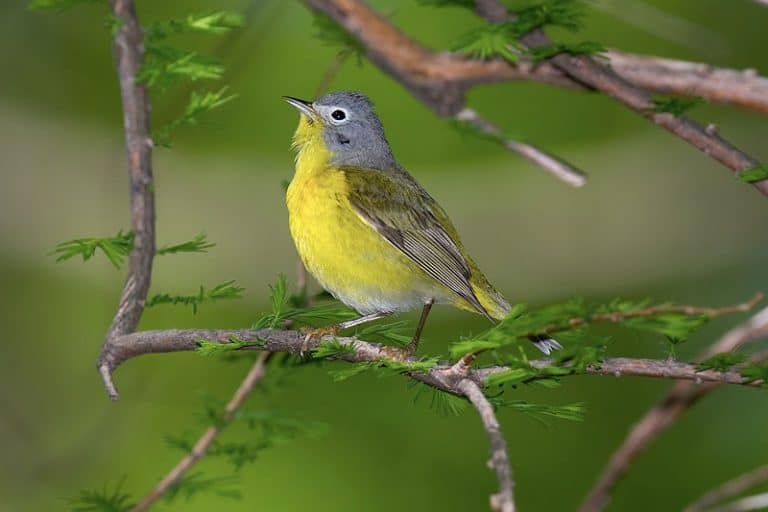 20 Types of Birds That Start With N (Pictures) - Bird Feeder Hub