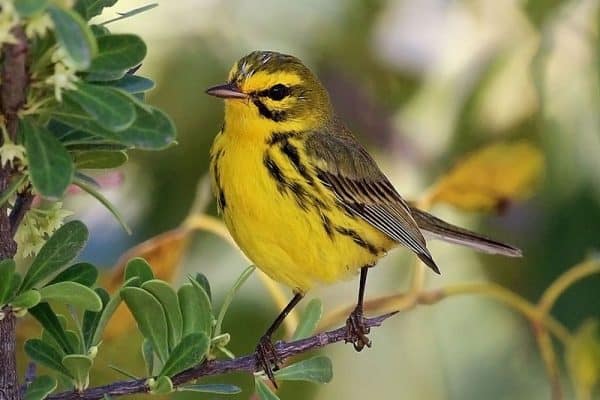 20 Birds With Yellow Bellies (Pictures) - Bird Feeder Hub