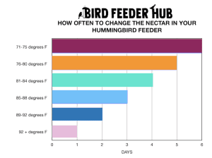 Why Did My Hummingbirds Disappear? (5 Reasons) - Bird Feeder Hub