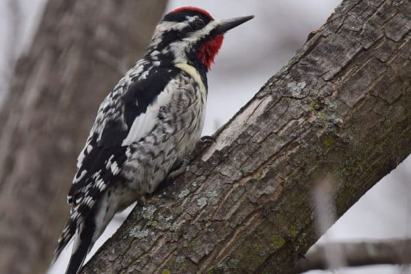 11 Facts About Yellow-bellied Sapsuckers - Bird Feeder Hub