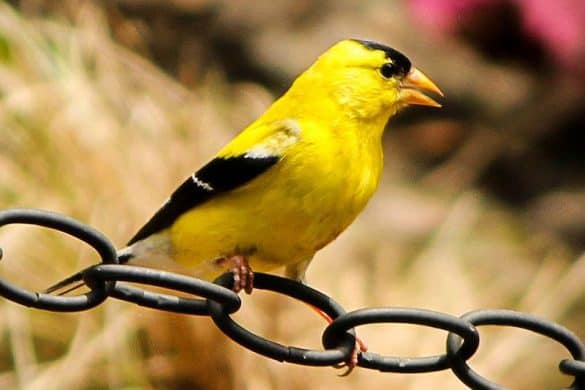 25 Backyard Birds in Texas (With Pictures) - Bird Feeder Hub