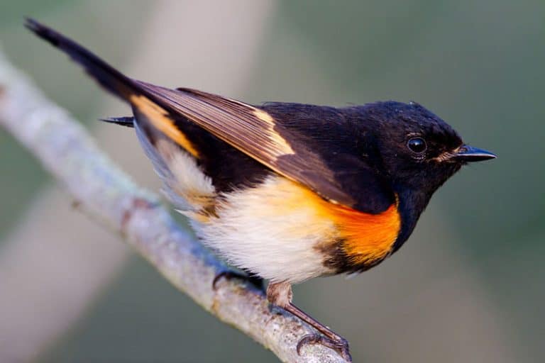 11 Facts About American Redstarts (Photos) - Bird Feeder Hub