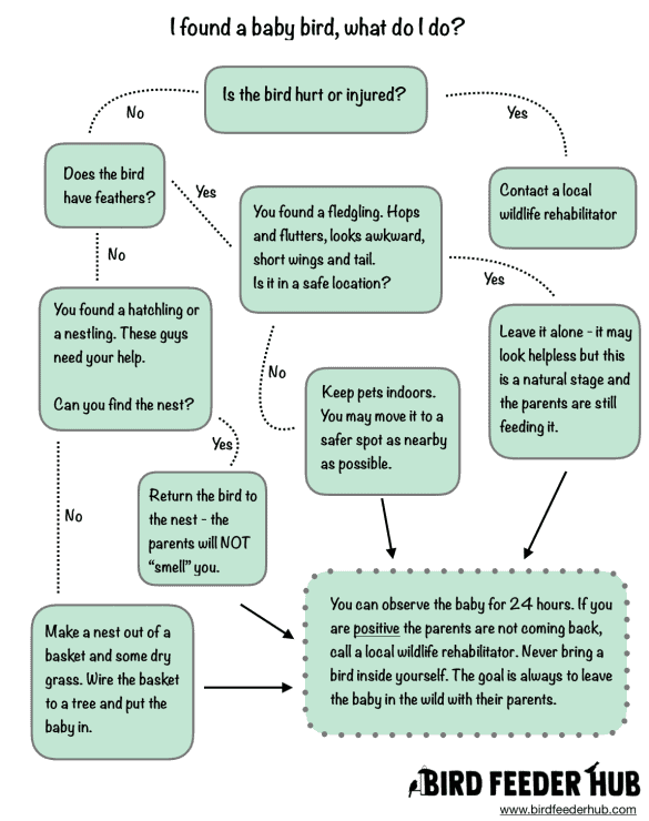 Can a Mama Bird Put Her Baby Back in the Nest? - Bird Feeder Hub