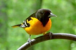 15 Types of Orange Birds (with Photos) - Bird Feeder Hub