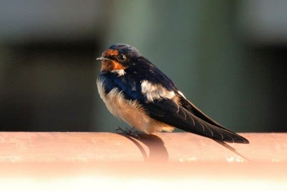 12 Birds With Short Beaks (with Photos) - Bird Feeder Hub