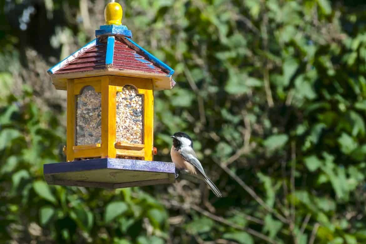 What Color Bird Feeder Attracts The Most Birds Bird Feeder Hub What Color Bird Feeder Attracts The Most Birds Bird Feeder Hub