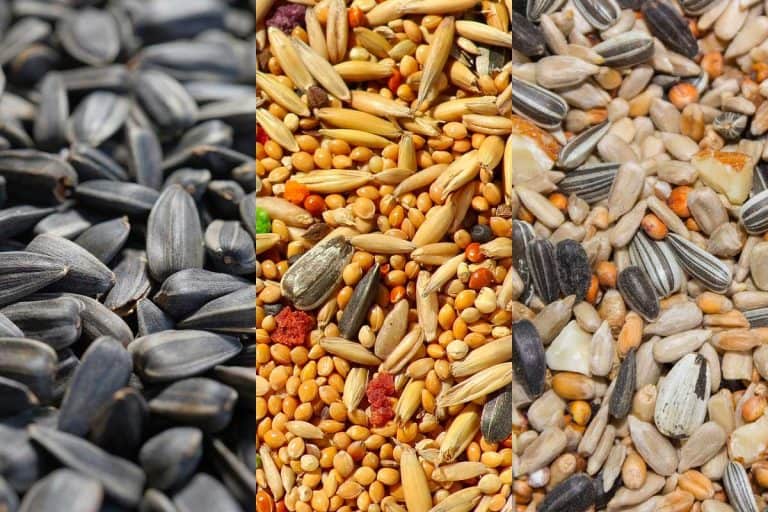Backyard Bird Seed Guide Nutritional Info And Where To Buy Bird