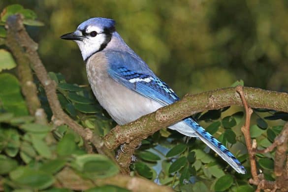 23 Fun Facts About Blue Jays - Bird Feeder Hub