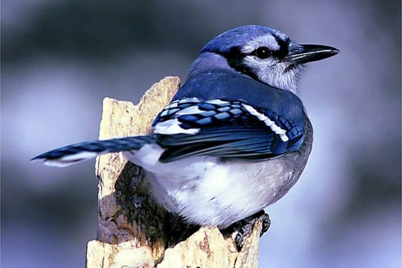 23 Fun Facts About Blue Jays - Bird Feeder Hub