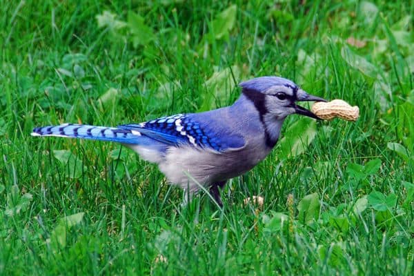 28 Backyard Birds In Pennsylvania (Pictures) - Bird Feeder Hub