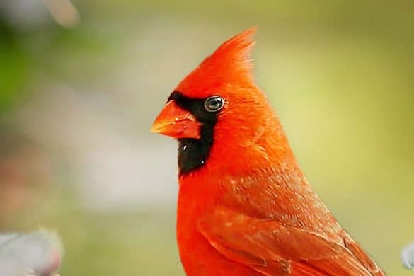 21 Interesting Facts About Cardinals - Bird Feeder Hub