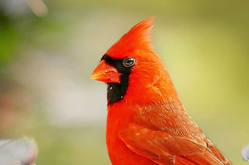 21 Interesting Facts About Cardinals Bird Feeder Hub 21 Interesting Facts About Cardinals Bird Feeder Hub