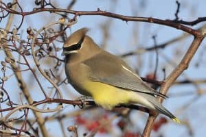 27 Backyard Birds In West Virginia (Pictures) - Bird Feeder Hub