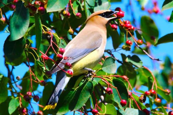 27 Backyard Birds In West Virginia (Pictures) - Bird Feeder Hub