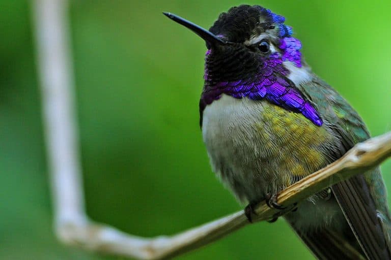 25 North American Hummingbirds (Pictures)
