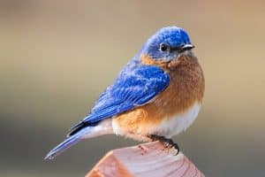 25 Common Backyard Birds in Michigan (With Pictures) - Bird Feeder Hub