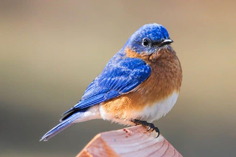 25 Backyard Birds in Texas (With Pictures) - Bird Feeder Hub