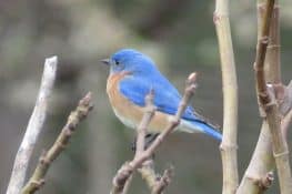 15 Types of Birds That Start With E (with Photos) - Bird Feeder Hub