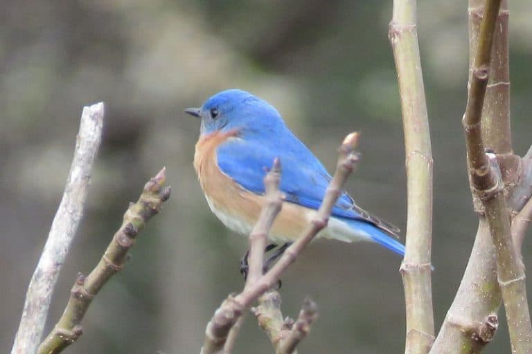 15 Types of Birds That Start With E (with Photos) - Bird Feeder Hub