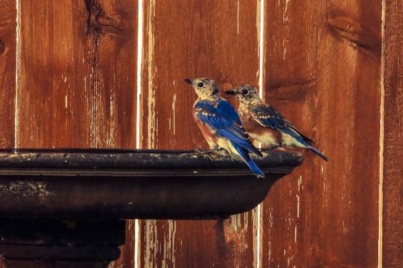 Male vs Female Bluebirds (3 Main Differences) - Bird Feeder Hub