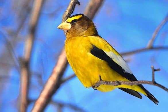 Here are 15 Types of Yellow Birds (With Pictures) - Bird Feeder Hub