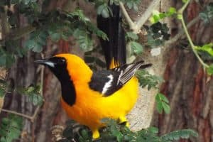 9 Types of Orioles in the United States (Pictures) - Bird Feeder Hub