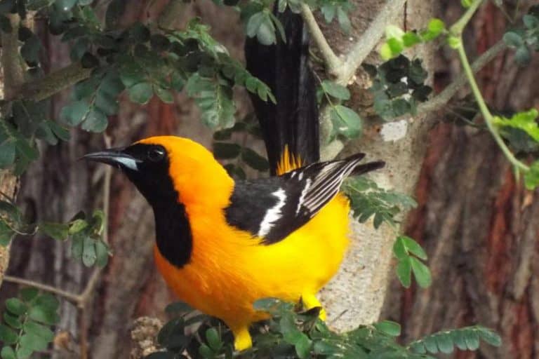 9 Types of Orioles in the United States (Pictures) - Bird Feeder Hub