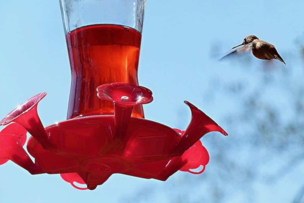 How To Make Hummingbird Food (Easy Recipe) - Bird Feeder Hub