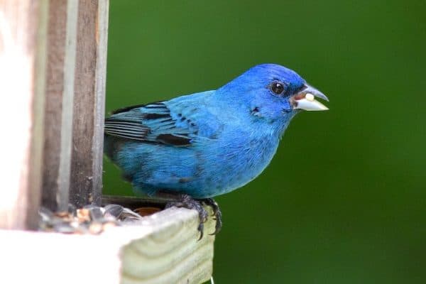 16 Types of Blue Birds (With Photos) - Bird Feeder Hub