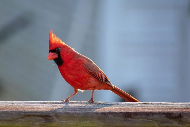 8 Red Birds in Texas (with Photos) - Bird Feeder Hub