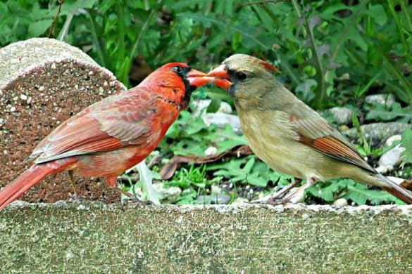 21 Interesting Facts About Cardinals - Bird Feeder Hub
