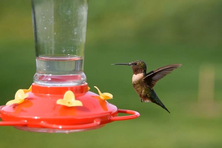 5 Species of Hummingbirds Spotted in Ohio (Photos) - Bird Feeder Hub