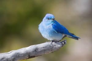 16 Types of Blue Birds (With Photos) - Bird Feeder Hub