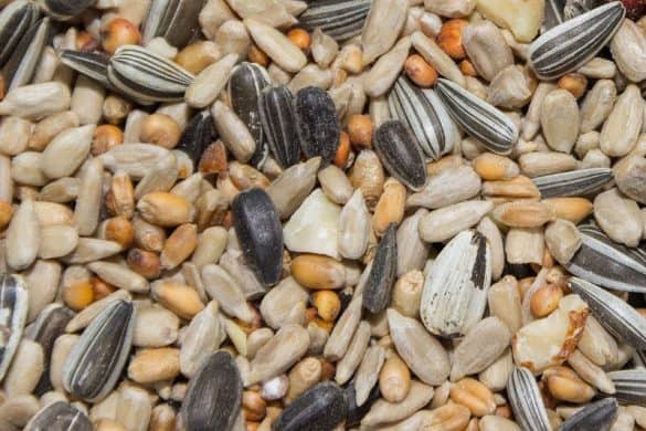 Backyard Bird Seed Guide - Nutritional Info and Where to Buy - Bird ...