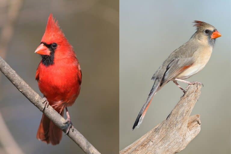 21 Interesting Facts About Cardinals - Bird Feeder Hub