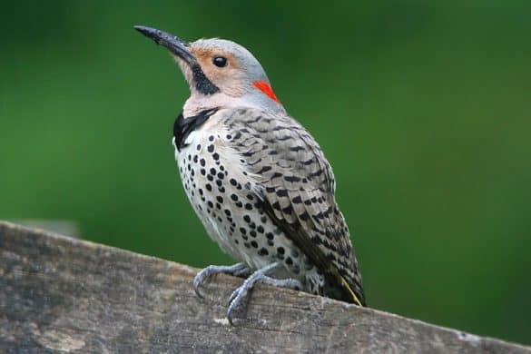 20 Types of Birds That Start With N (Pictures) - Bird Feeder Hub